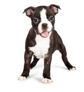 Pure Dog Breeds : The Complete List - Dog Region - All About Dog