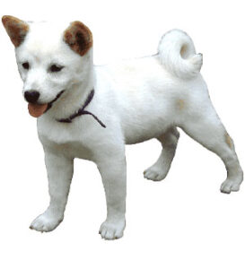 Pure Dog Breeds : The Complete List - Dog Region - All About Dog
