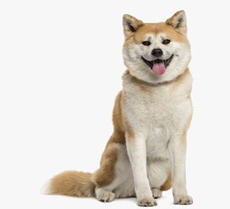 Pure Dog Breeds : The Complete List - Dog region - All About Dog