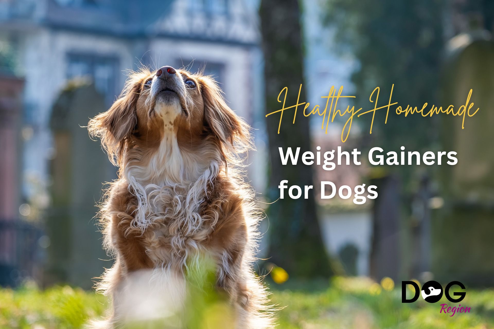 Homemade Weight Gainers for Dogs - Dog Region